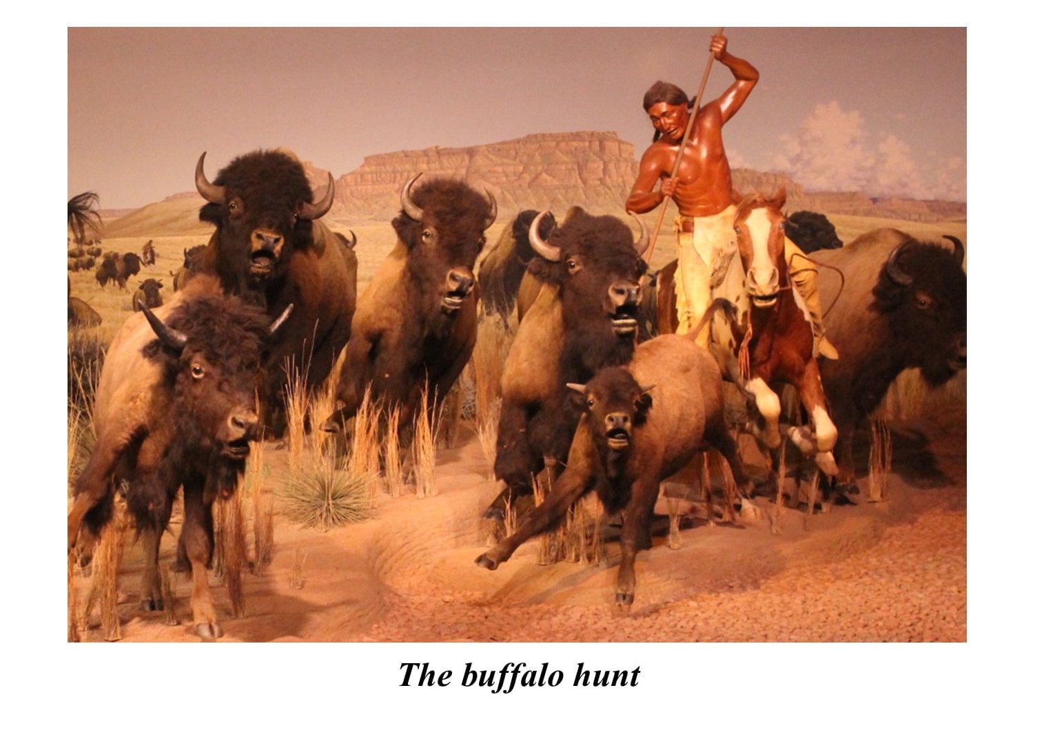 Was the buffalo the Native American Indians supermarket? - Educational ...
